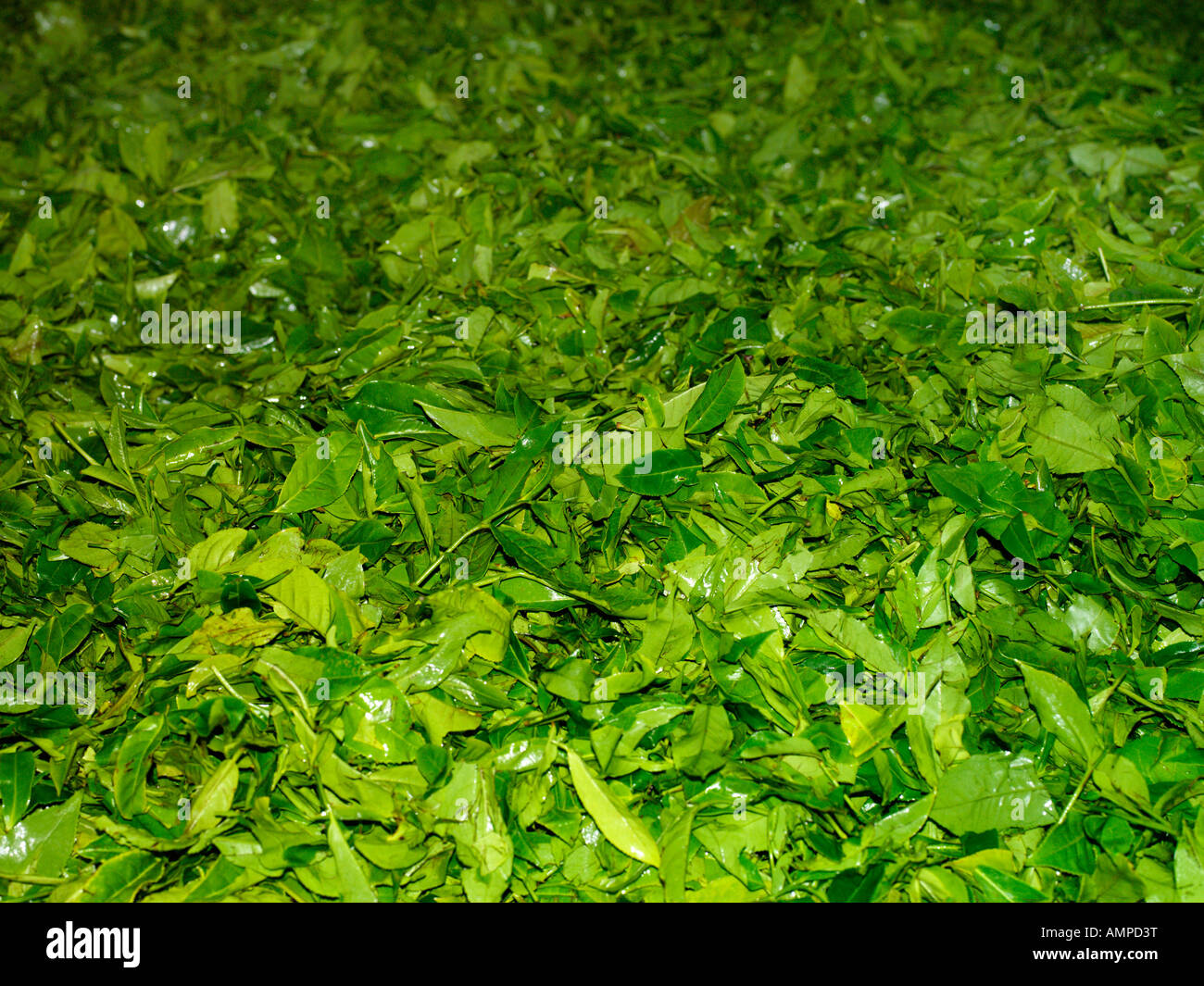 Bois Cheri Tea Factory Mauritius Freshly Picked Tea Leaves Awaiting ...