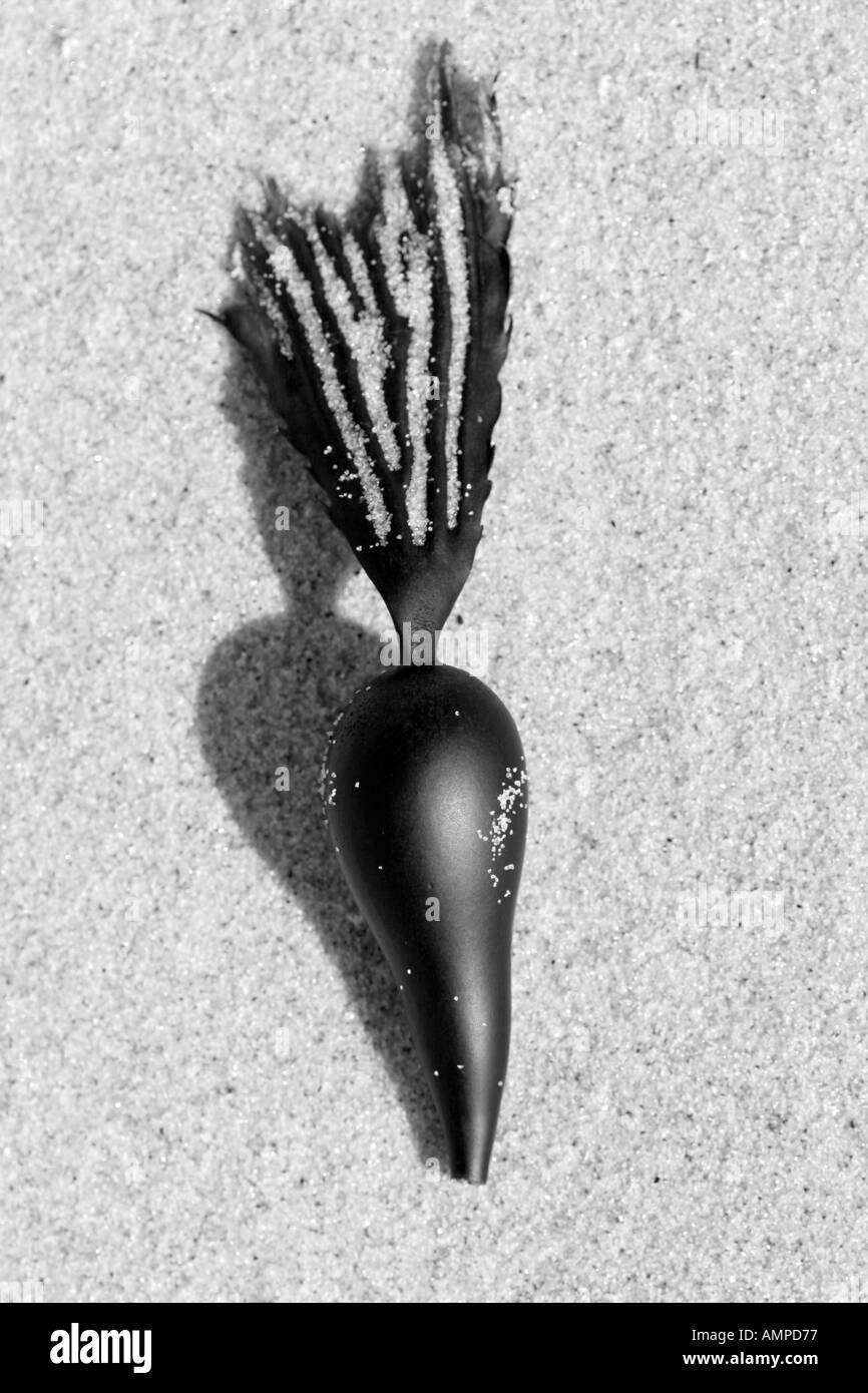 Seaweed Detail Carmel By Sea Beach California USA Stock Photo - Alamy