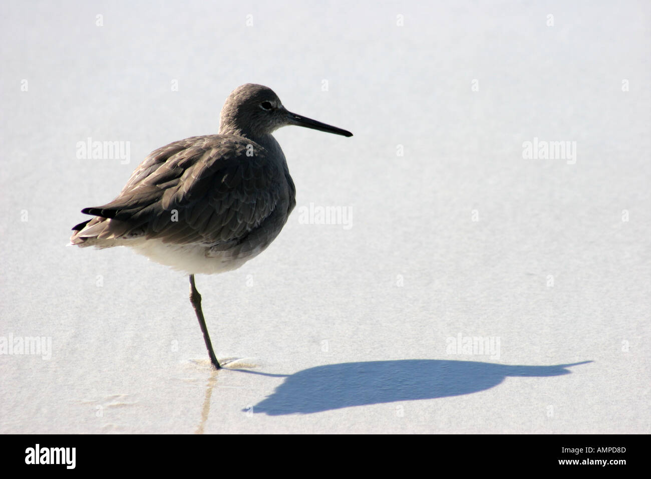 Beach Wildlife Carmel By Sea Beach California USA Stock Photo - Alamy