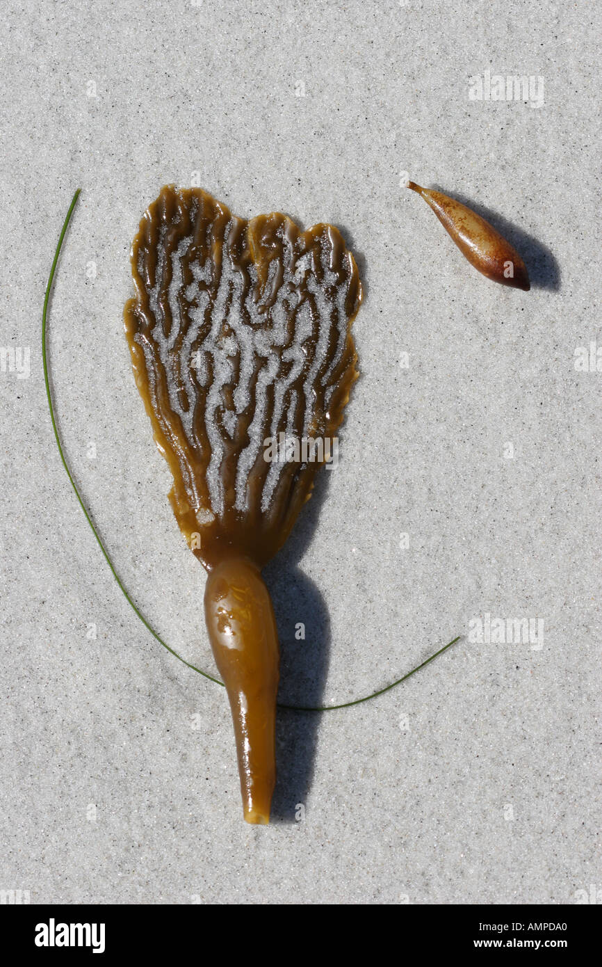 Seaweed Detail Carmel By Sea Beach California USA Stock Photo - Alamy