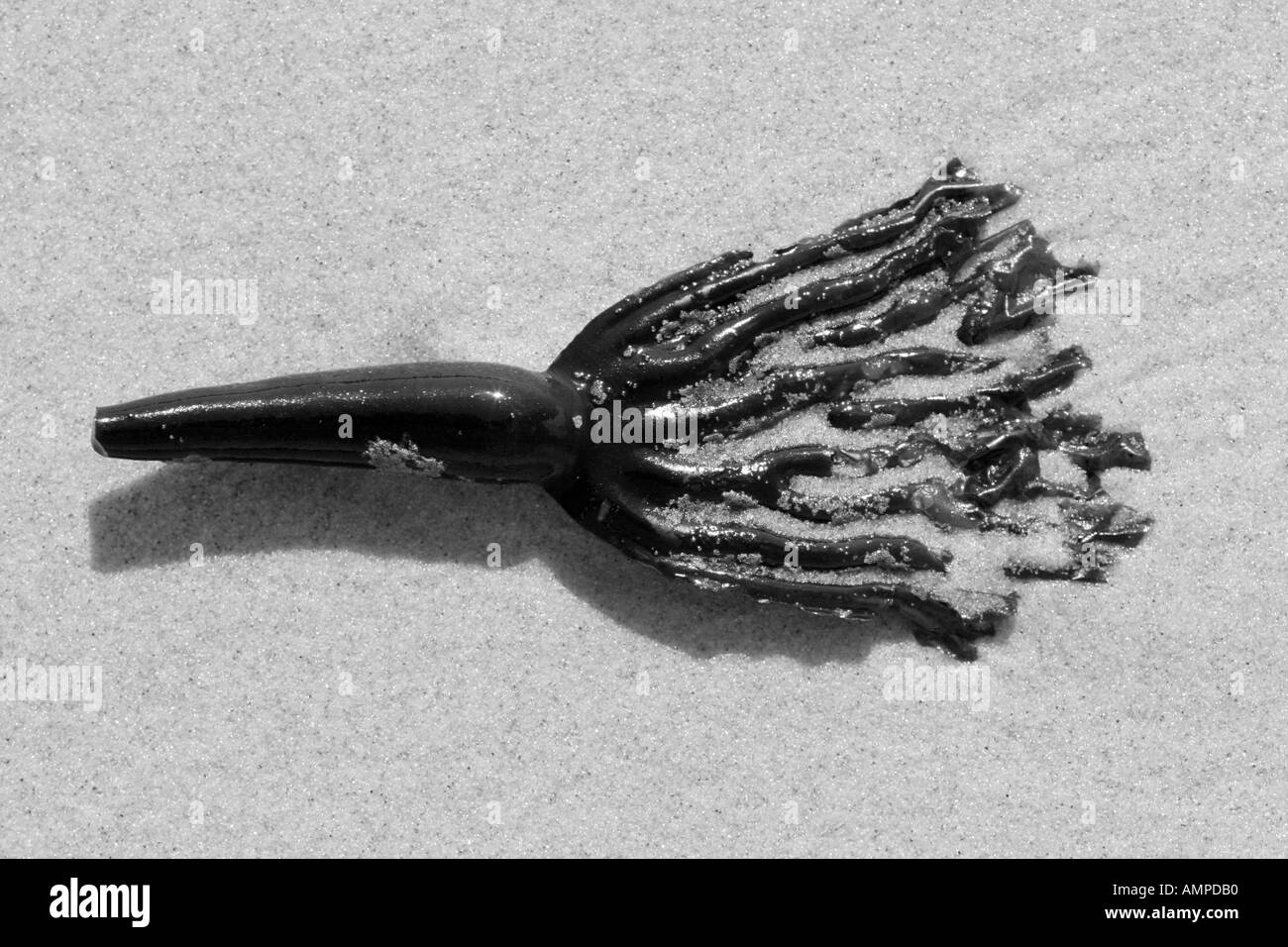 Algae seaweed Black and White Stock Photos & Images - Alamy