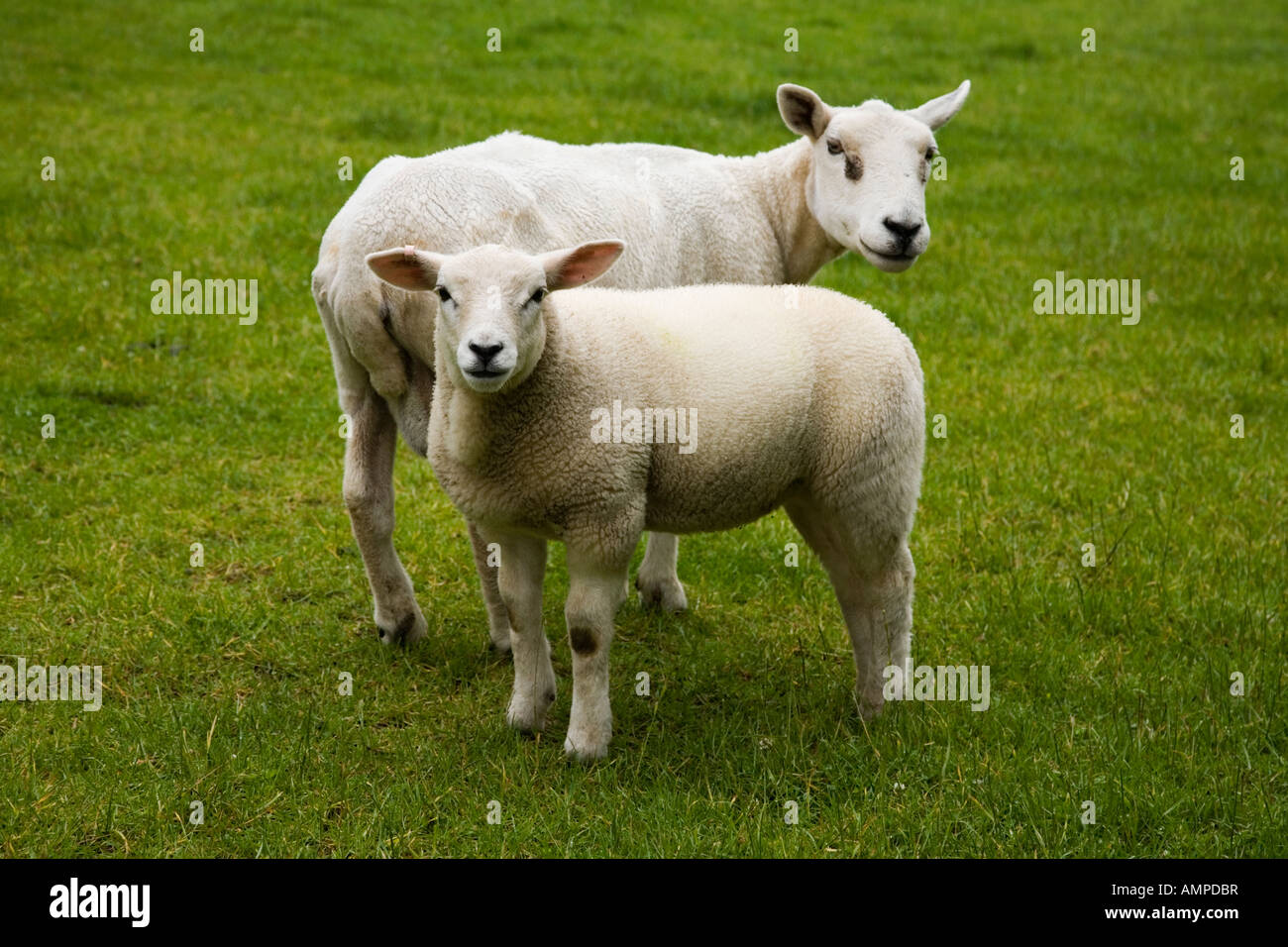 A female sheep – a ewe – with her lamb Stock Photo - Alamy
