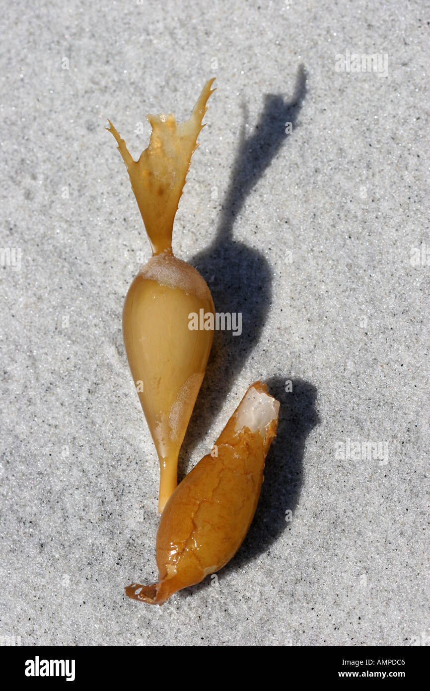 Seaweed Detail Carmel By Sea Beach California USA Stock Photo - Alamy