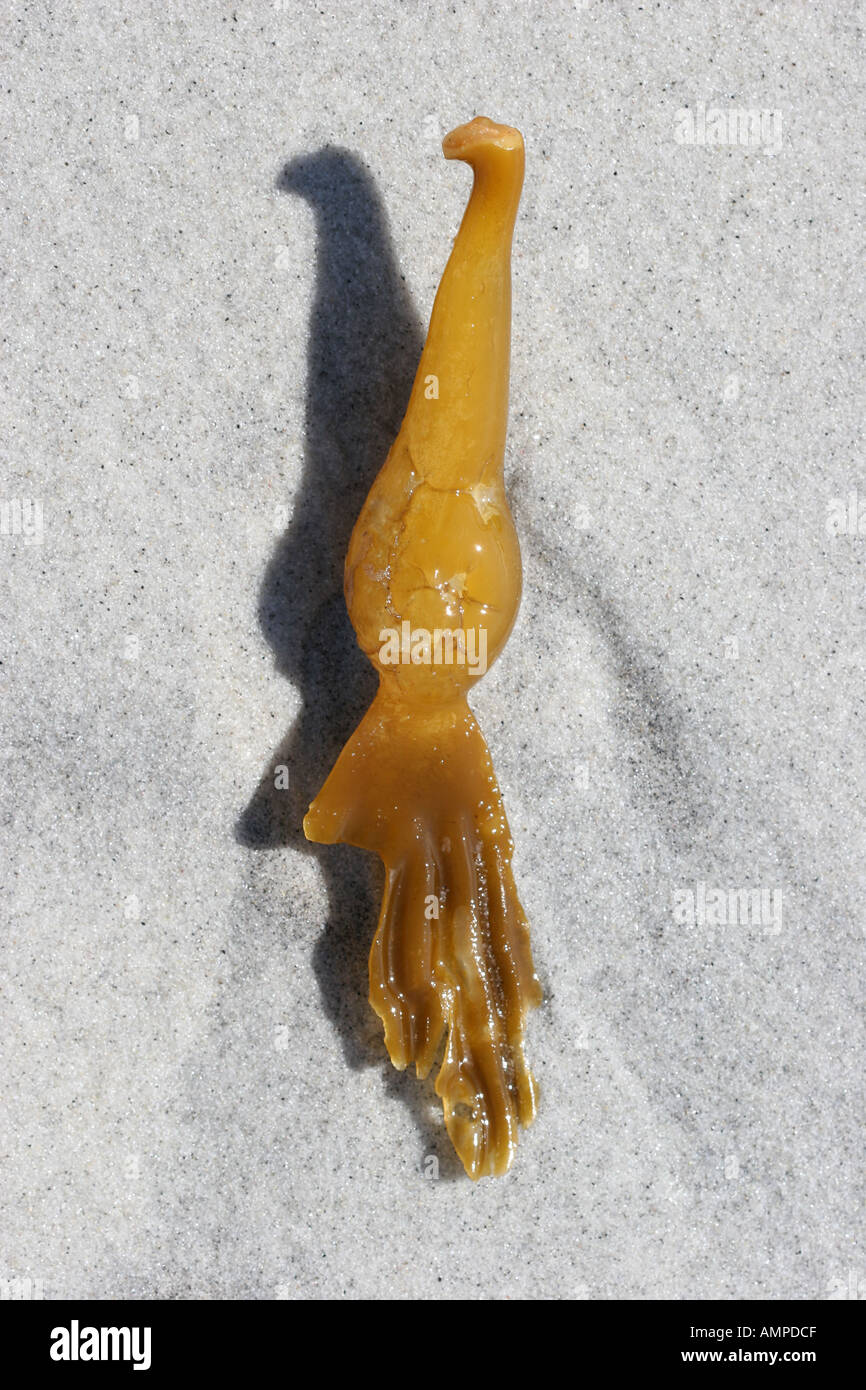 Seaweed Detail Carmel By Sea Beach California USA Stock Photo - Alamy