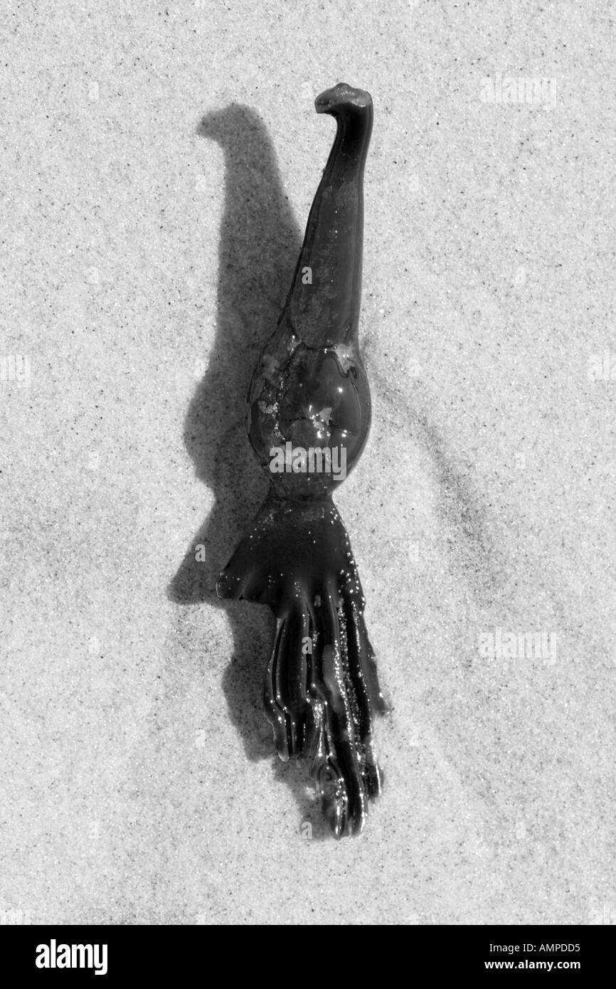 Seaweed detail Black and White Stock Photos & Images - Alamy