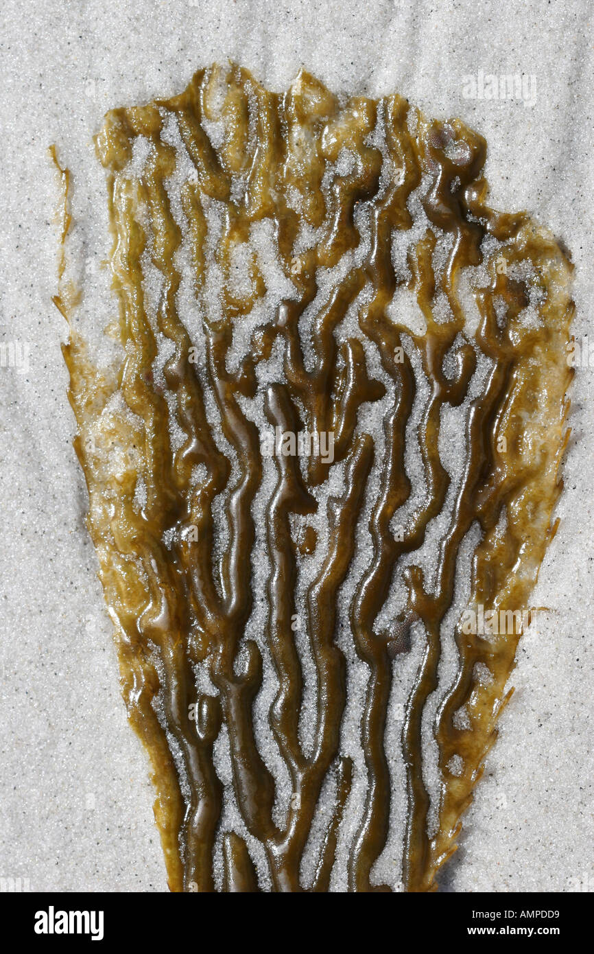 Seaweed Detail Carmel By Sea Beach California USA Stock Photo - Alamy