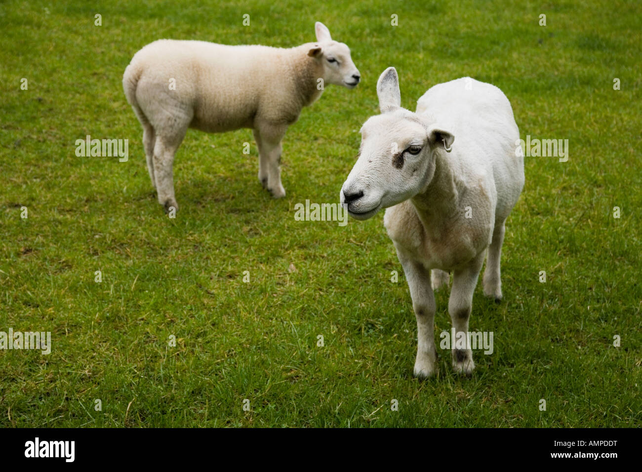 Female sheep shearer hi-res stock photography and images - Alamy
