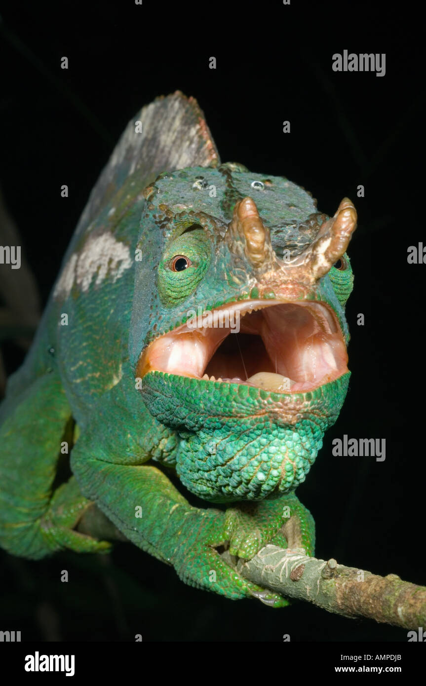 Angry chameleon hi-res stock photography and images - Alamy