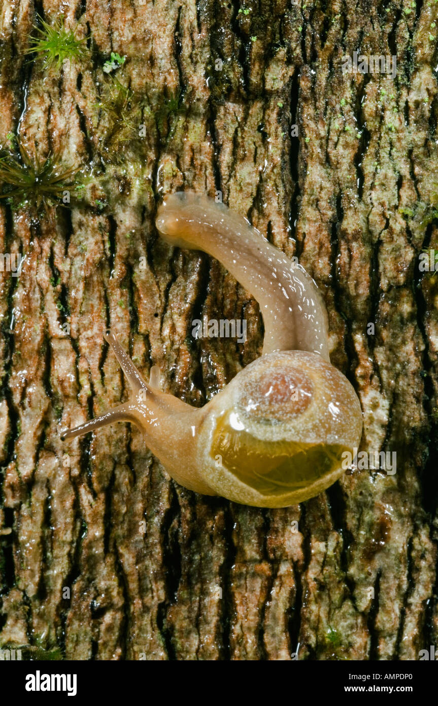 Rainforest snail on treetrunk, WILD Andasibe-Mantadia National Park ...