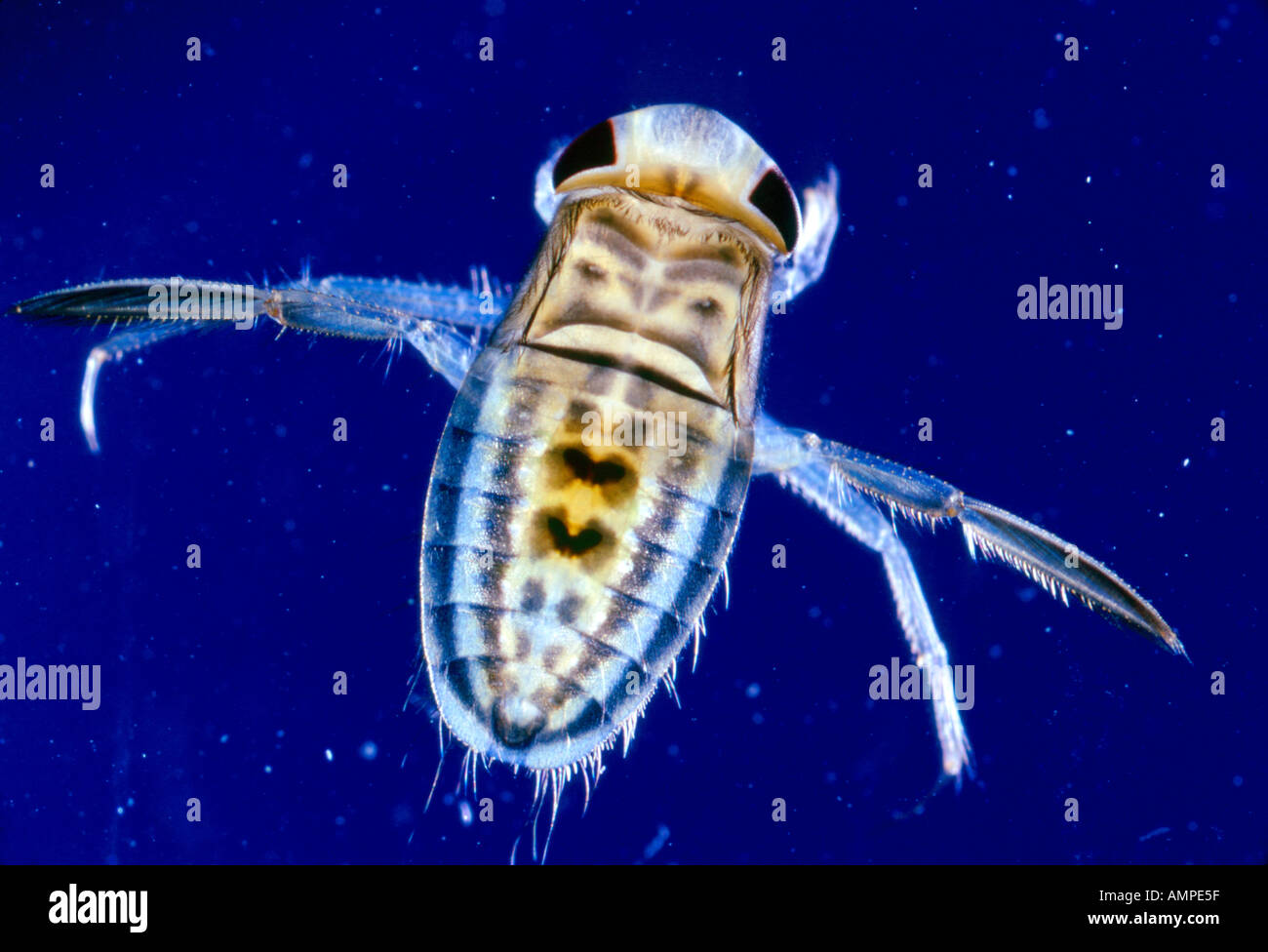 Corixa hi-res stock photography and images - Alamy