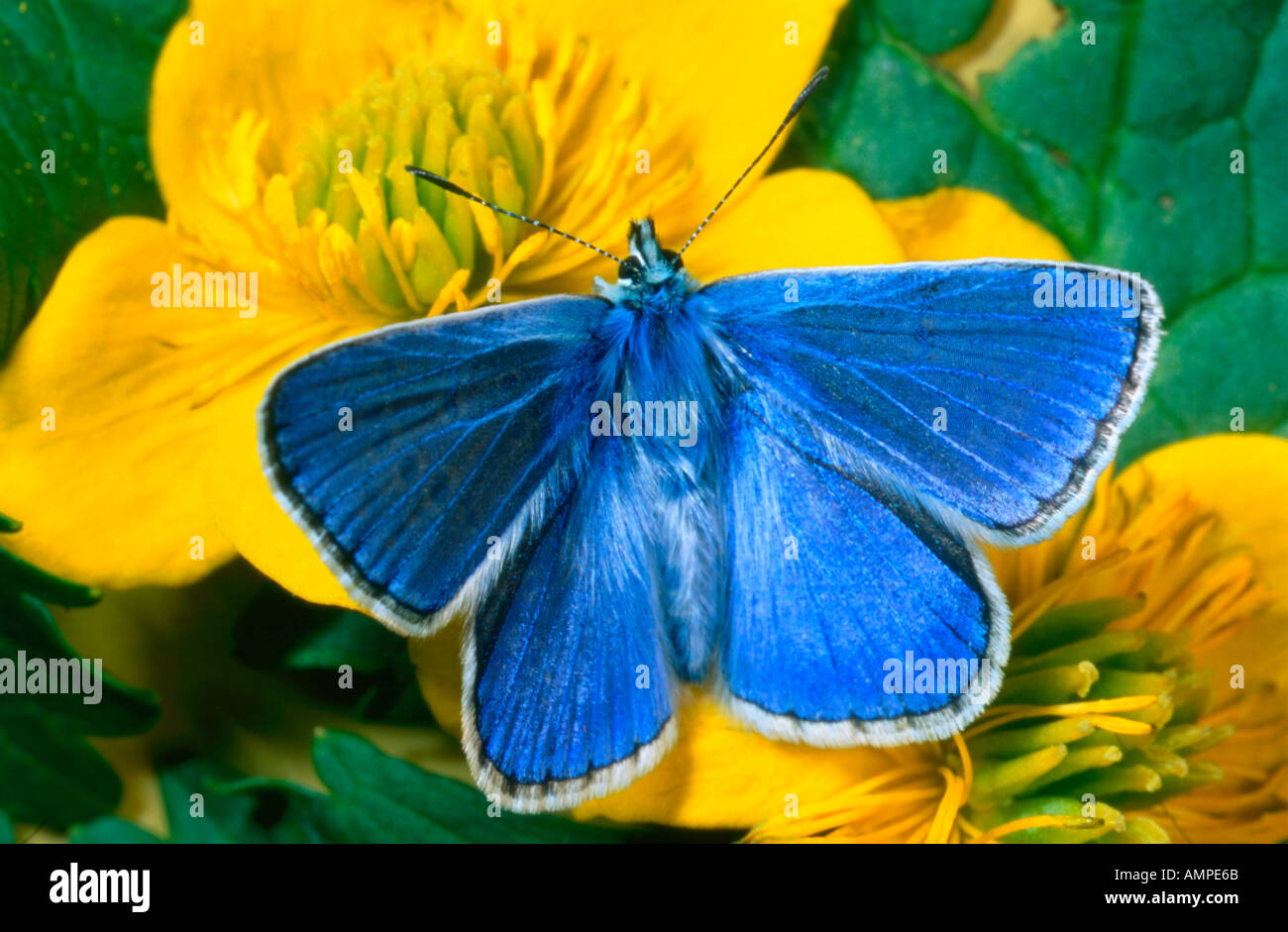 Common Blue Butterfly Polyommatus Icarus Stock Photo - Alamy