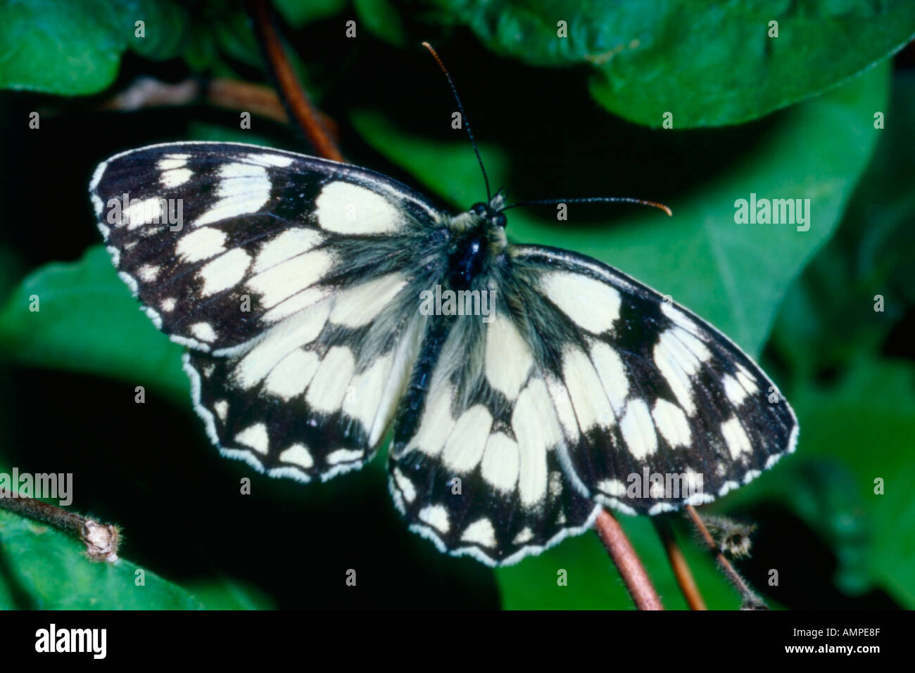 Marbled White Butterfly Melanargia Galathea Stock Photo - Alamy