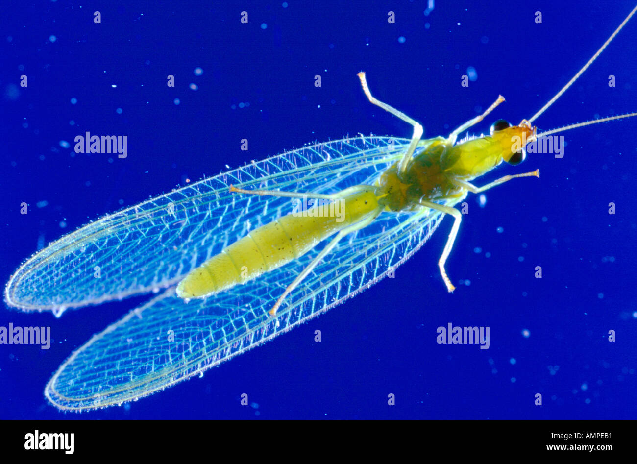 Lace Wing Fly Chrysopa Vulgaris Stock Photo - Alamy