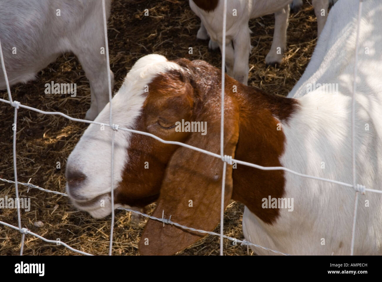 Goats, Long Island, Bahamas Stock Photo - Alamy