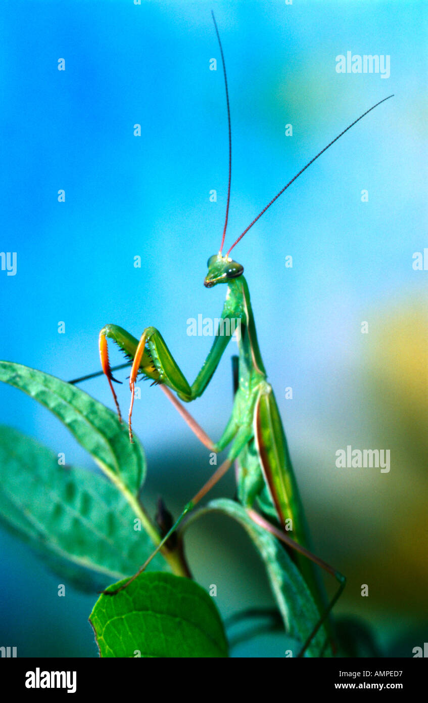 Praying Mantis Mantis Religiosa Stock Photo - Alamy