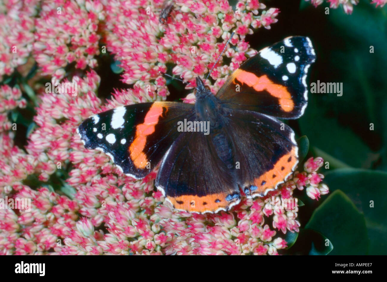 Red Admiral Butterfly Vanessa Atalanta Stock Photo - Alamy