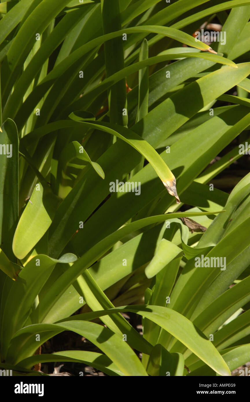 Long Green Leaves Stock Photo - Alamy