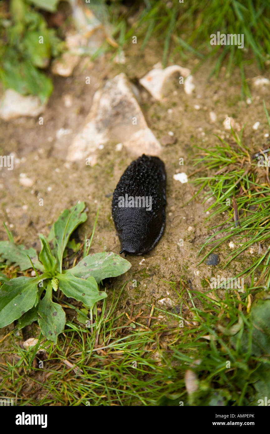 Arion ater slug Stock Photo - Alamy