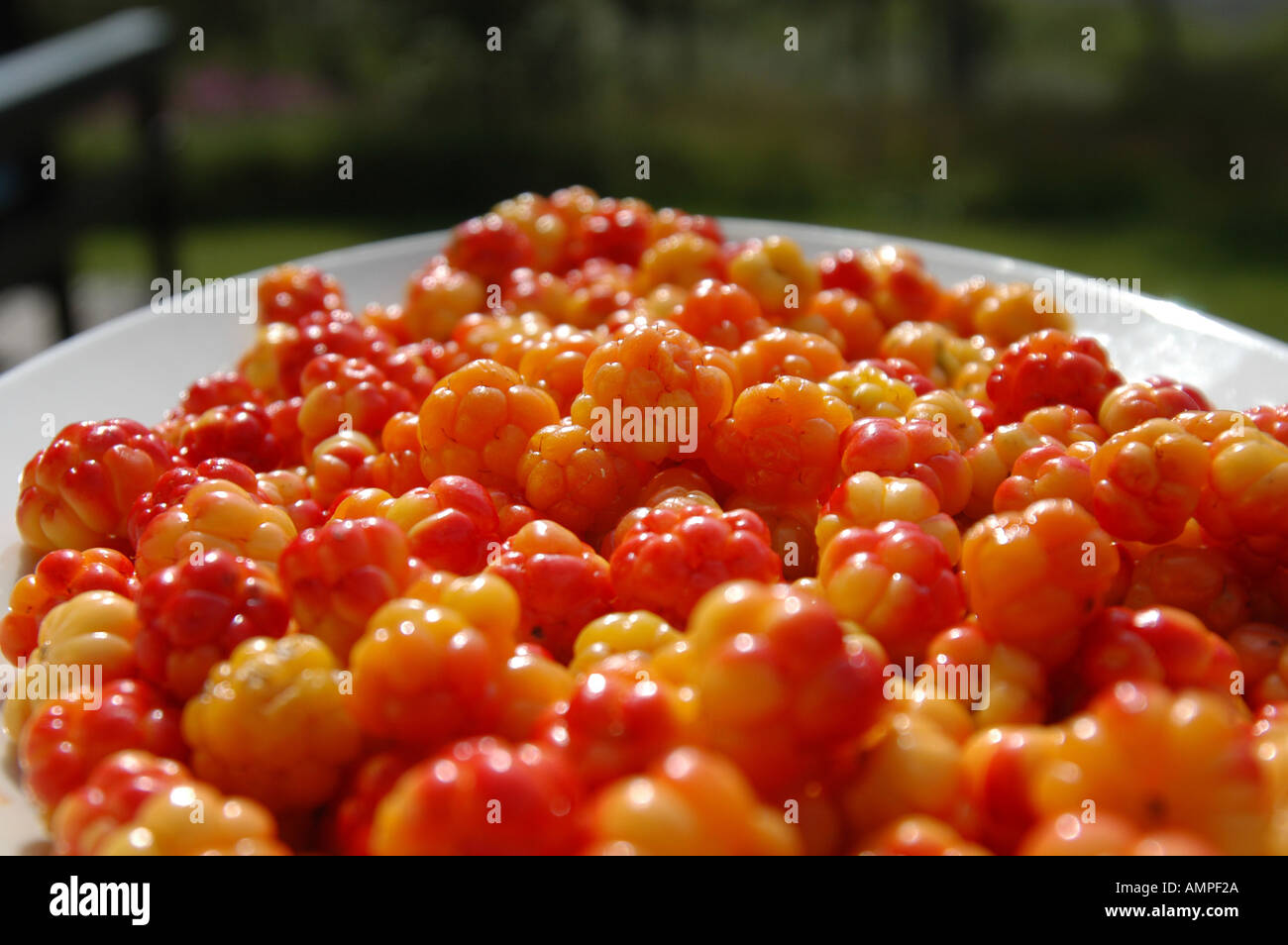Cloudberry Swedish Hjortron High Resolution Stock Photography and ...