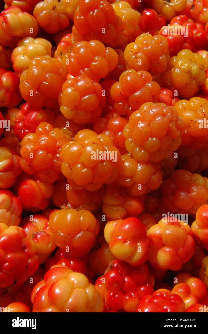 Swedish Hjortron High Resolution Stock Photography and Images - Alamy