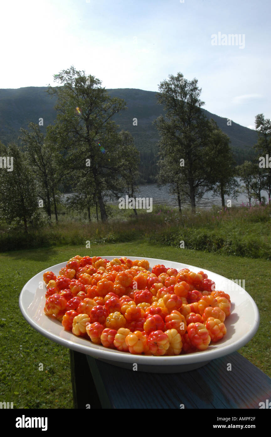 Cloudberry - Rubus chamaemorus is a flowering plant in the rose family ...
