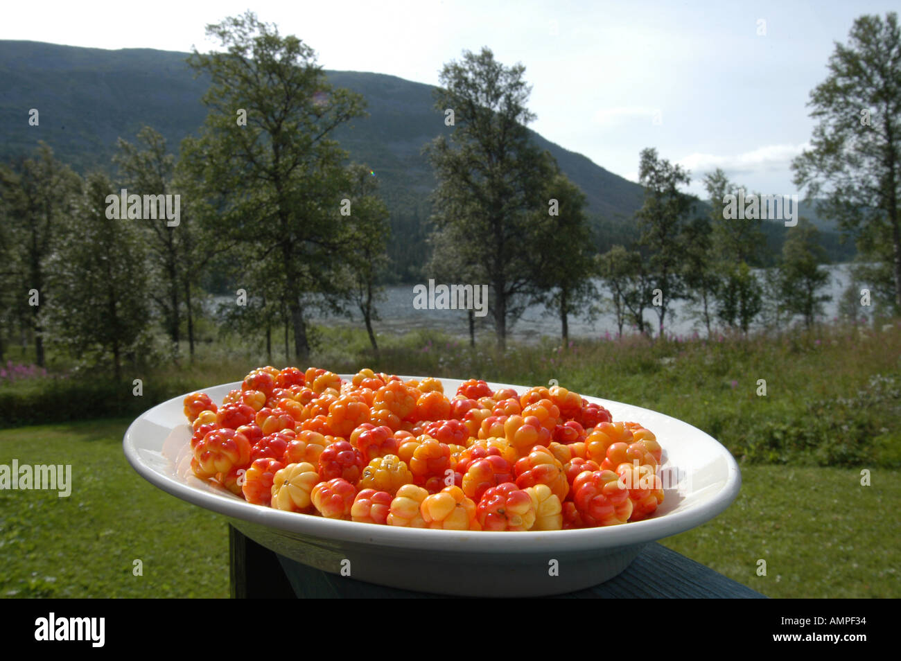 Cloudberry - Rubus chamaemorus is a flowering plant in the rose family ...