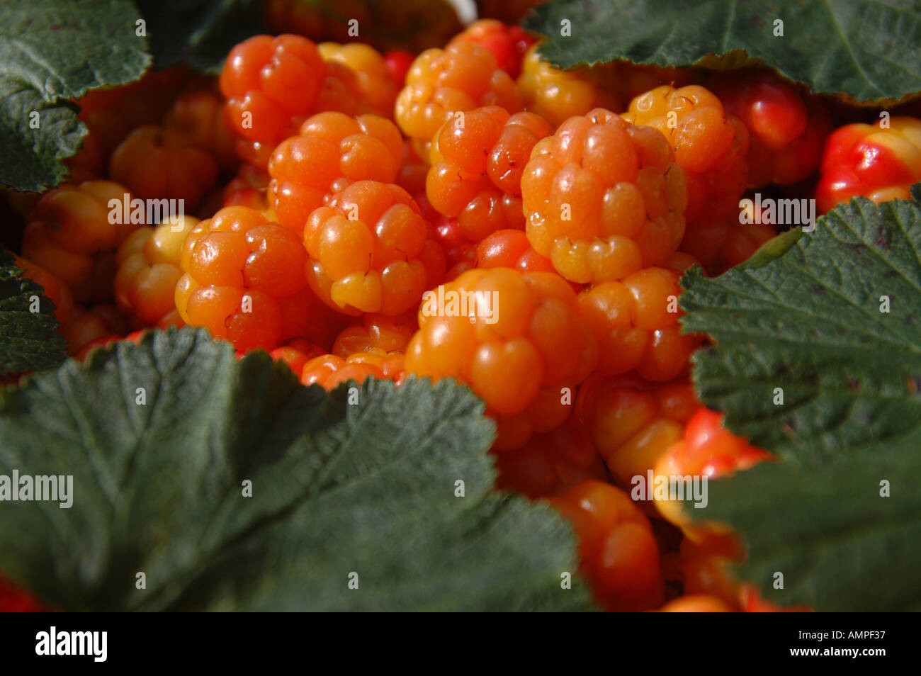 Cloudberry Swedish Hjortron High Resolution Stock Photography and ...
