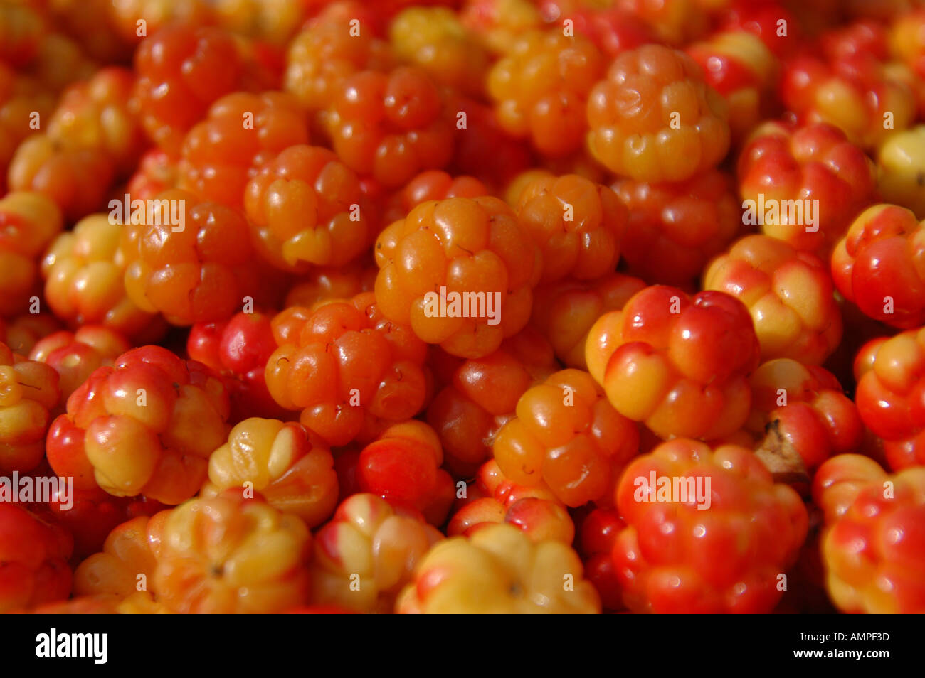 Cloudberry - Rubus chamaemorus is a flowering plant in the rose family ...