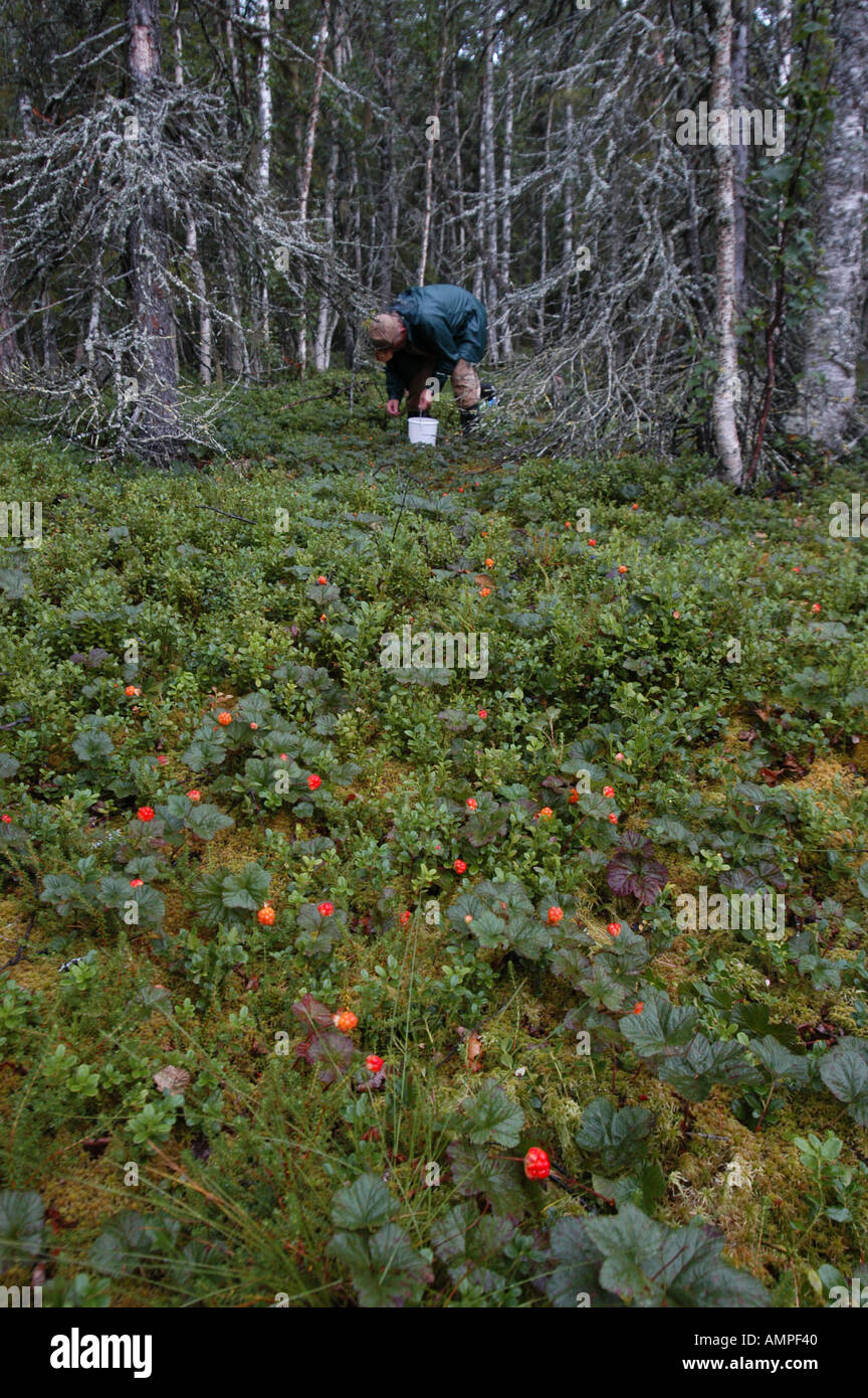 Cloudberry - Rubus chamaemorus is a flowering plant in the rose family ...