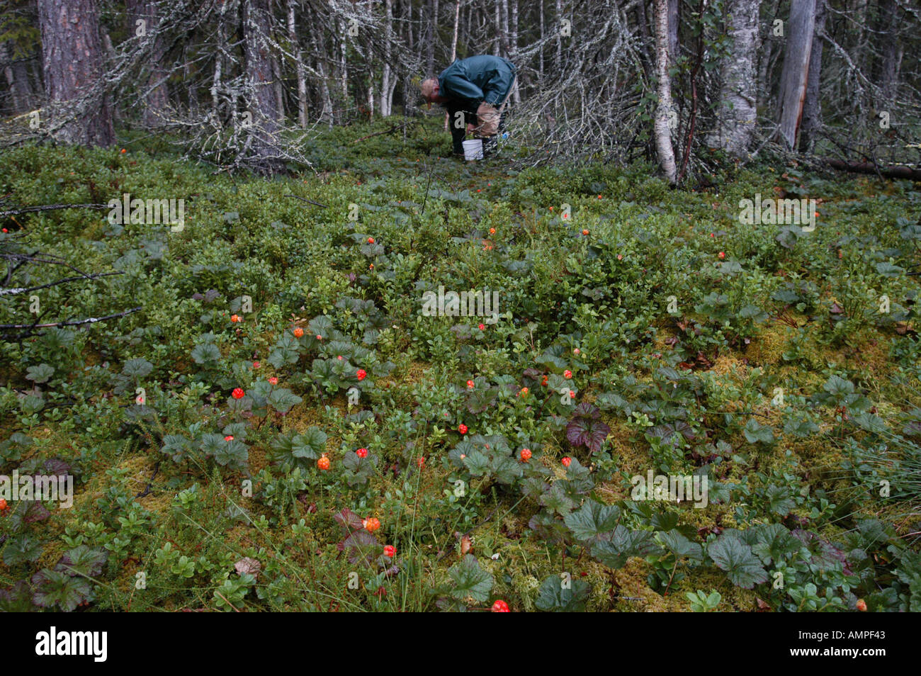 Cloudberry Swedish Hjortron High Resolution Stock Photography and ...