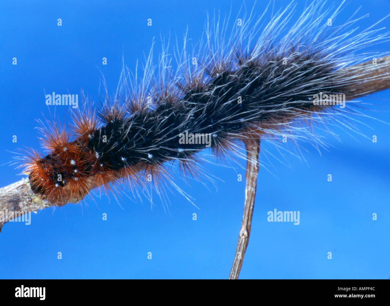 Great Tiger Moth Caterpillar Stock Photo - Alamy