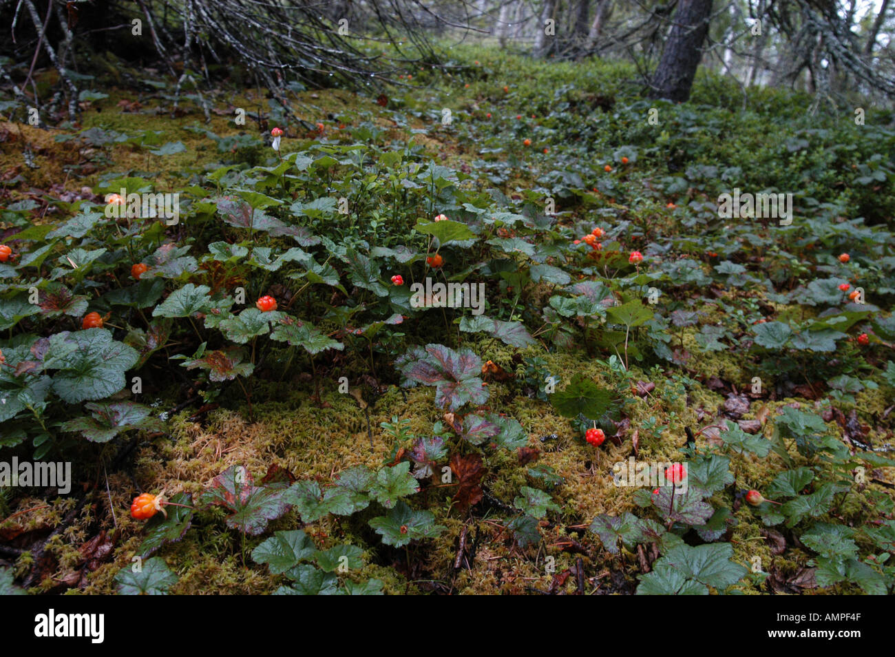 Cloudberry Swedish Hjortron High Resolution Stock Photography and ...