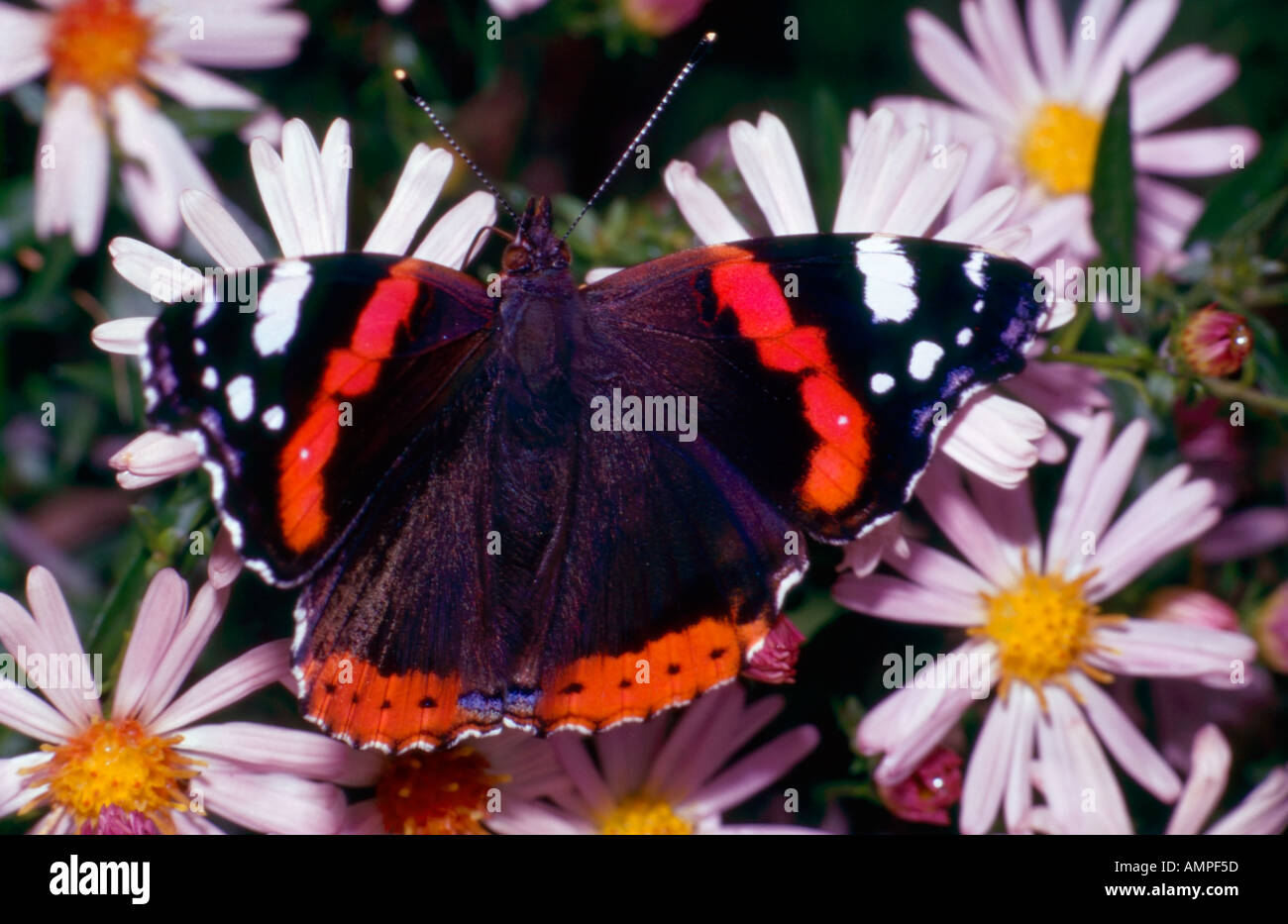 Red Admiral Butterfly Vanessa Atalanta Stock Photo - Alamy