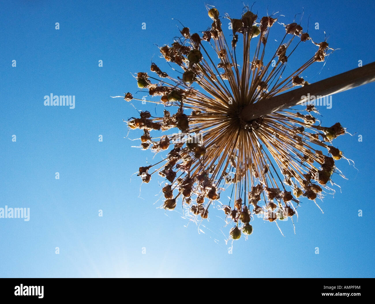 Alium seed hi-res stock photography and images - Alamy