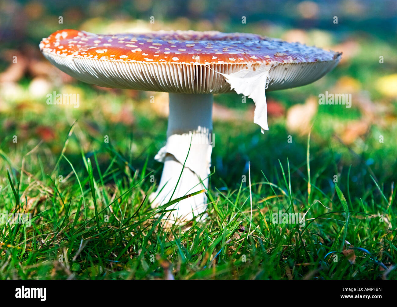 Amanita muscara mushroom Stock Photo - Alamy