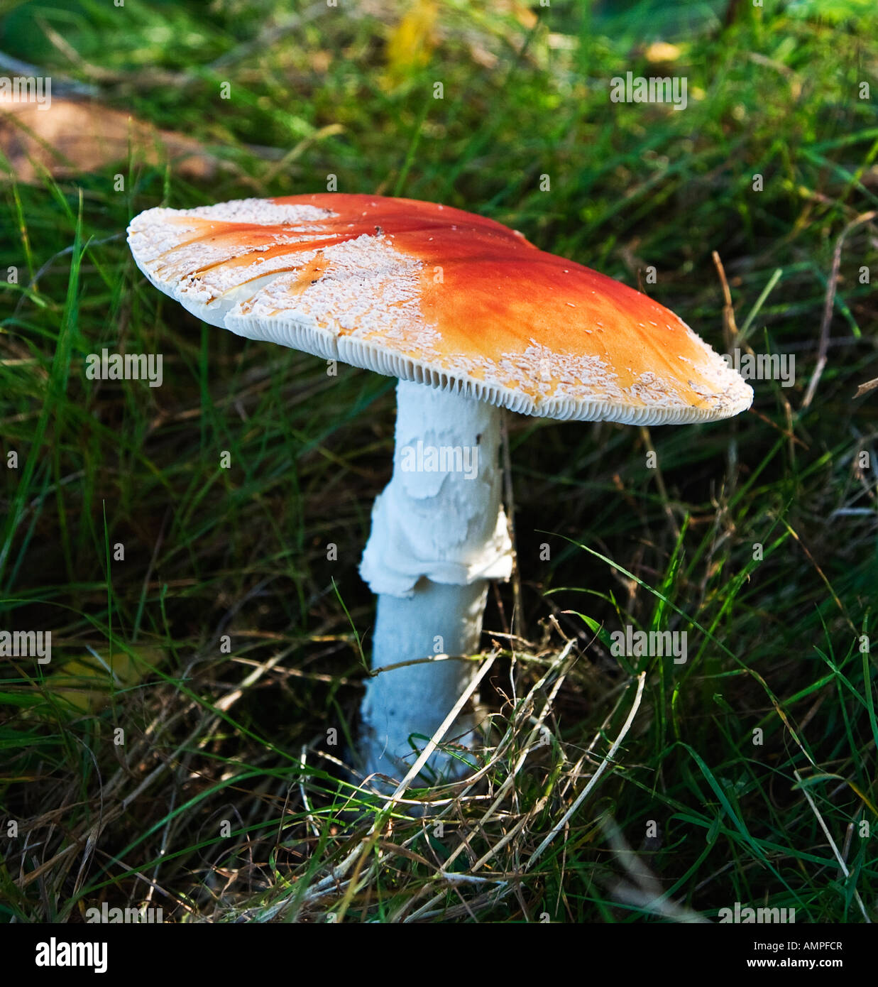 Muscara hi-res stock photography and images - Alamy
