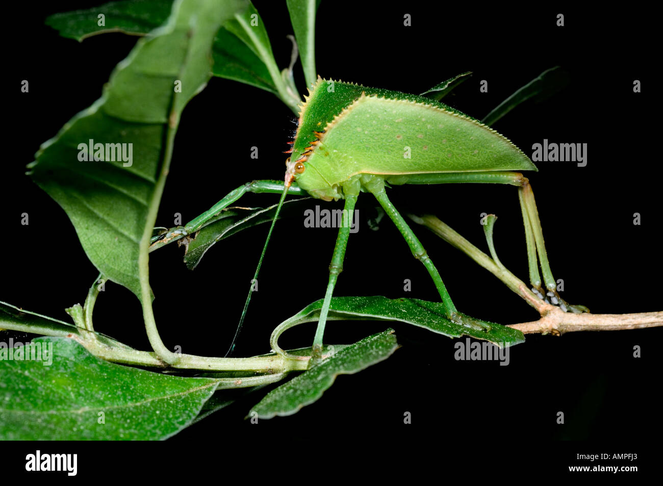 Leaf-mimic insect, Andasibe-Mantadia National Park Madagascar Stock ...