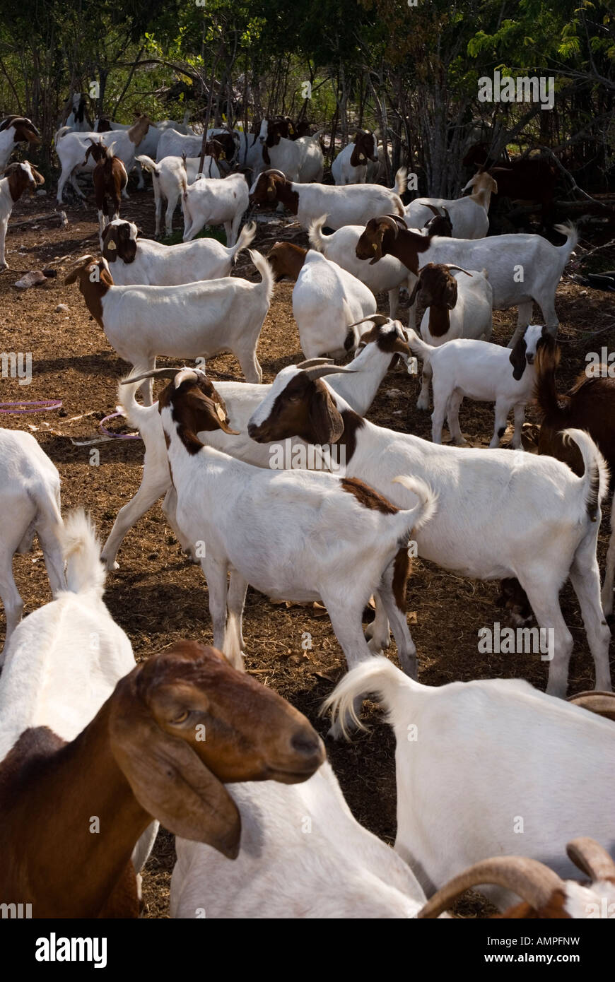 Goats, Long Island, Bahamas Stock Photo - Alamy