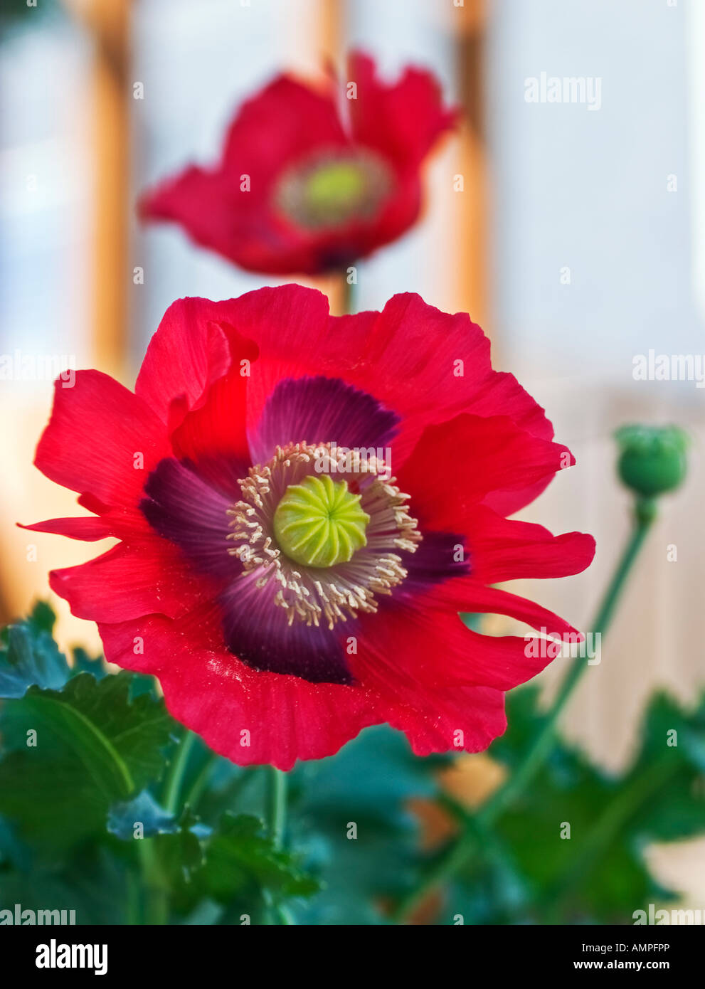 red Opium Poppy Stock Photo - Alamy