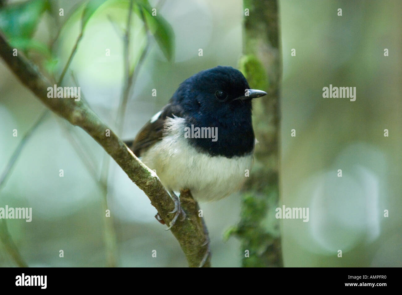 Madagascar bird hi-res stock photography and images - Alamy
