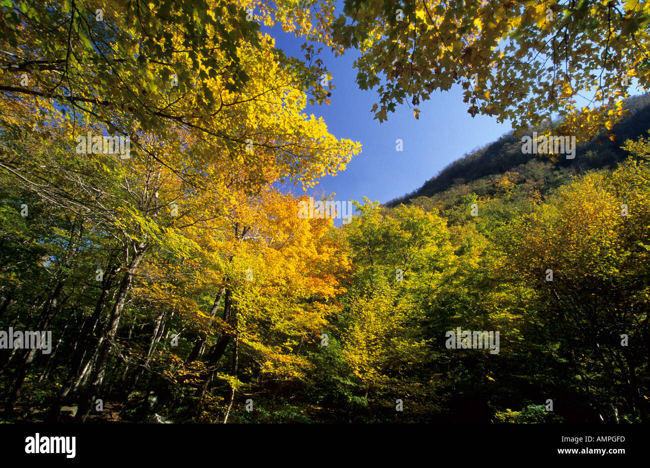 fall coloured forest at Smugglers Notch Vermont New England Stock Photo ...