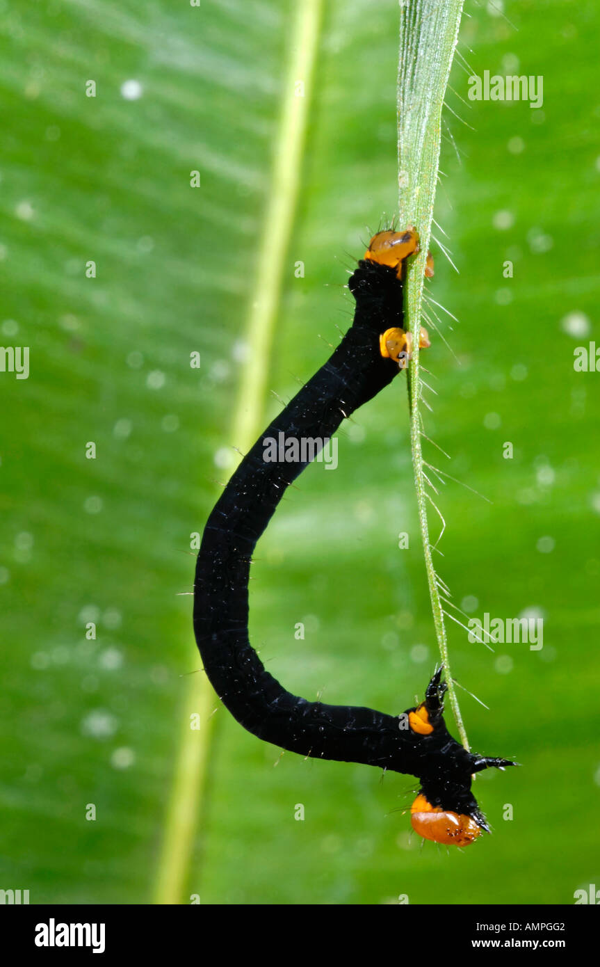 Inchworms High Resolution Stock Photography and Images - Alamy