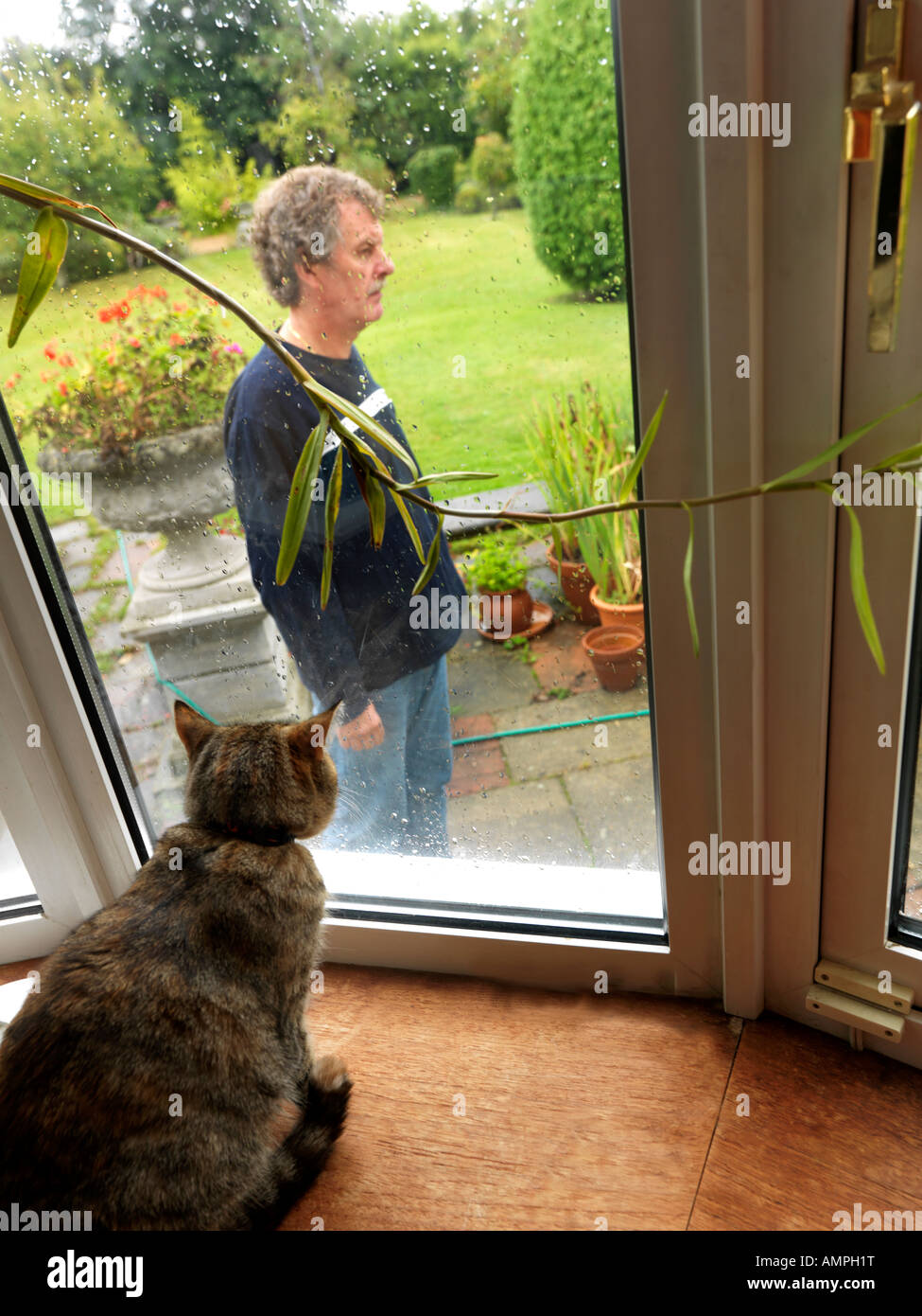Cat Watching Visitor Arrive Stock Photo - Alamy