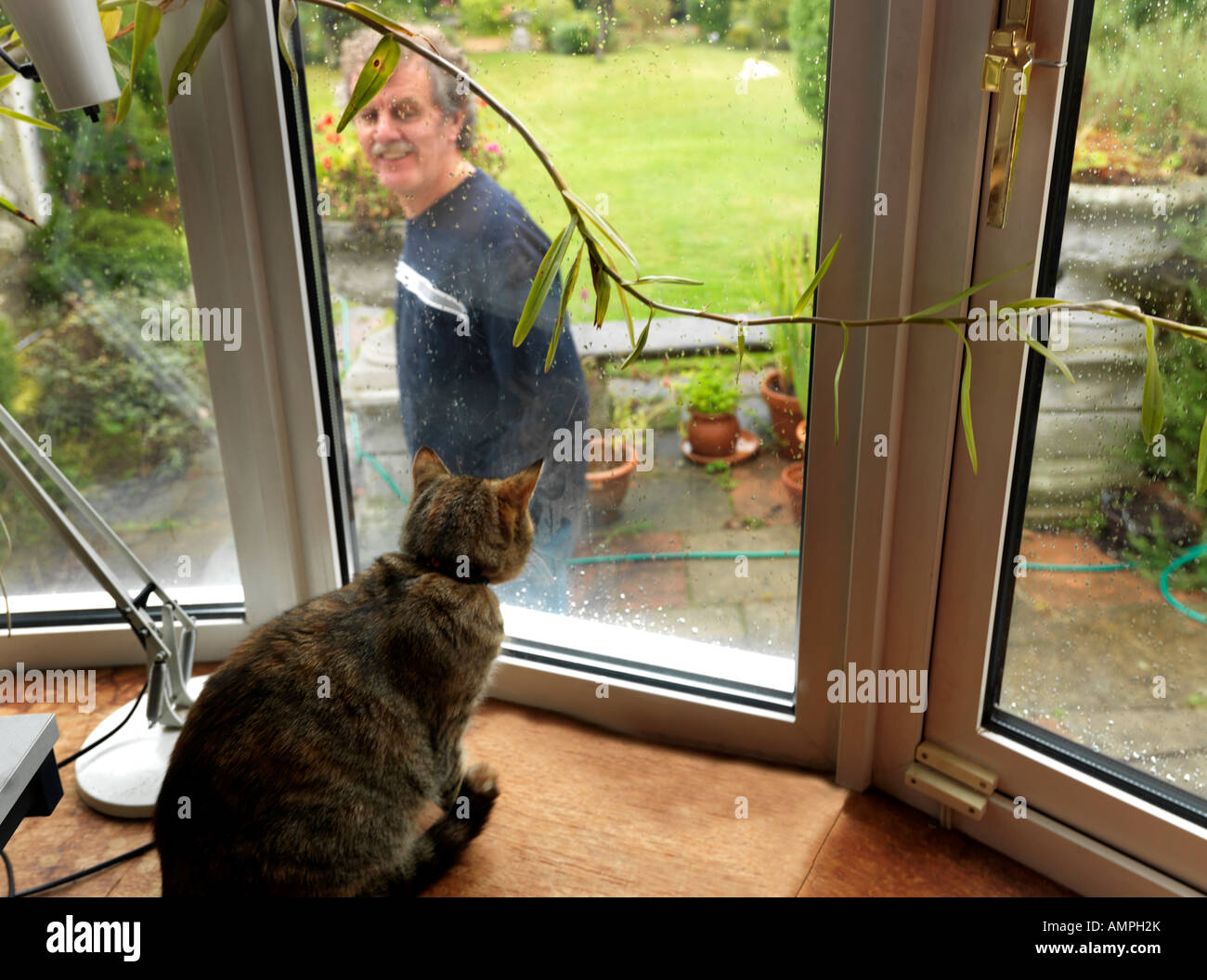 Cat looking outside rain hi-res stock photography and images - Alamy