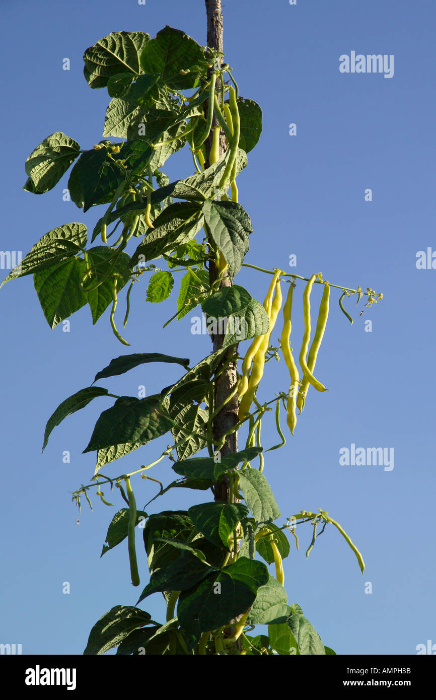 Bean pole hi-res stock photography and images - Alamy