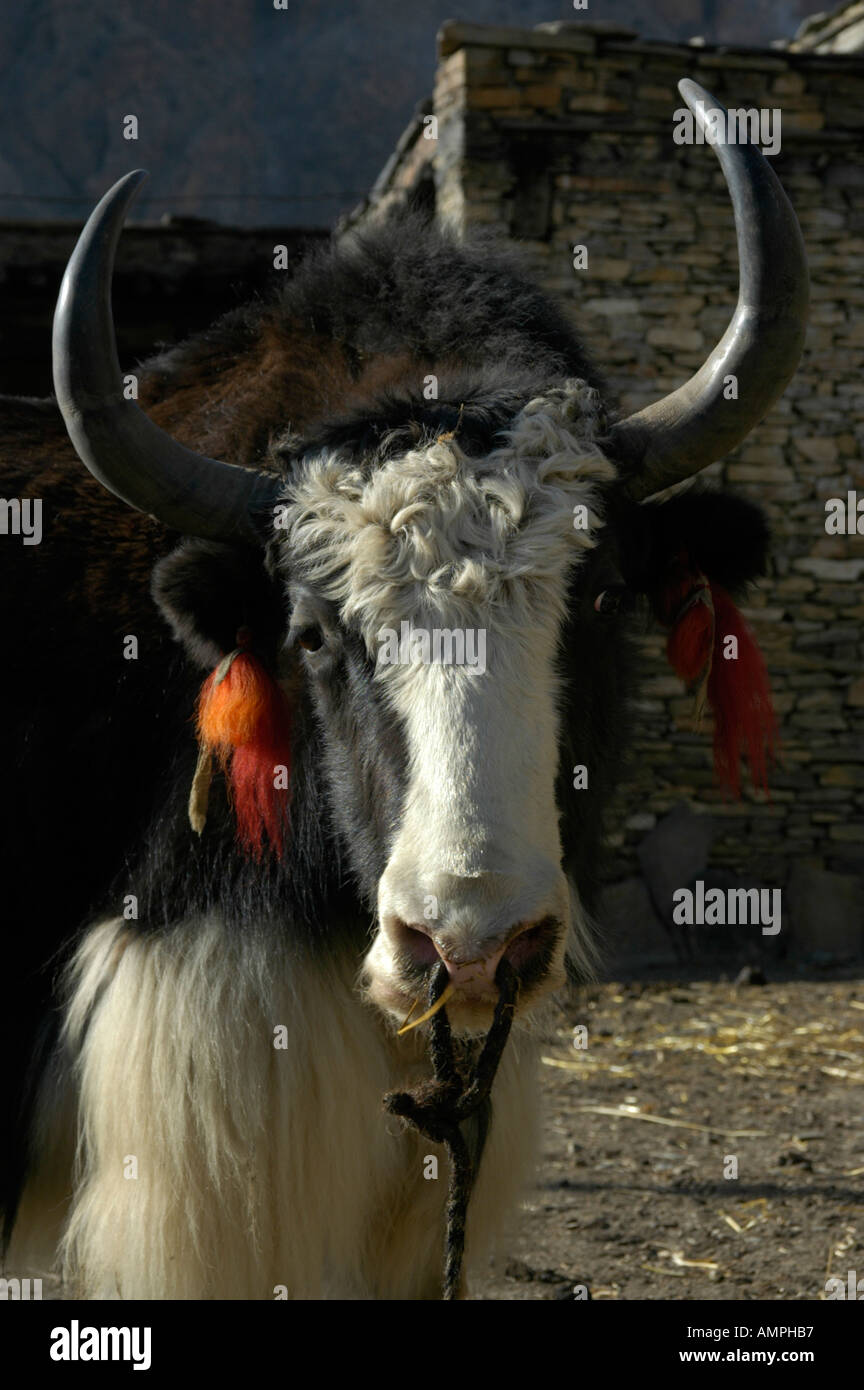 Yak heads hi-res stock photography and images - Alamy