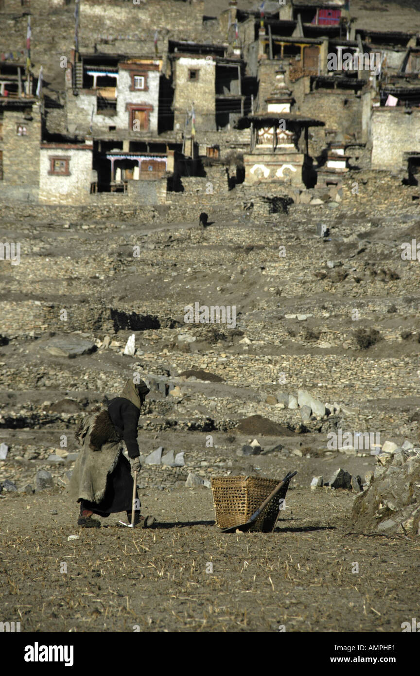 Old woman is working on the field below the village Nar Nar Phu ...