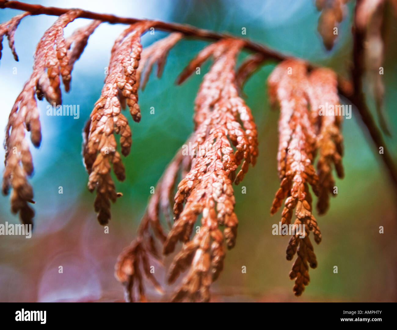 Dead cedar tree branch Stock Photo - Alamy
