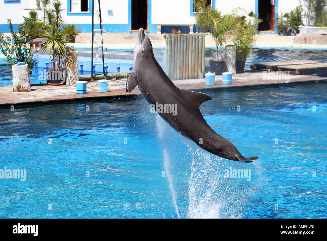 Showdolphin hi-res stock photography and images - Alamy