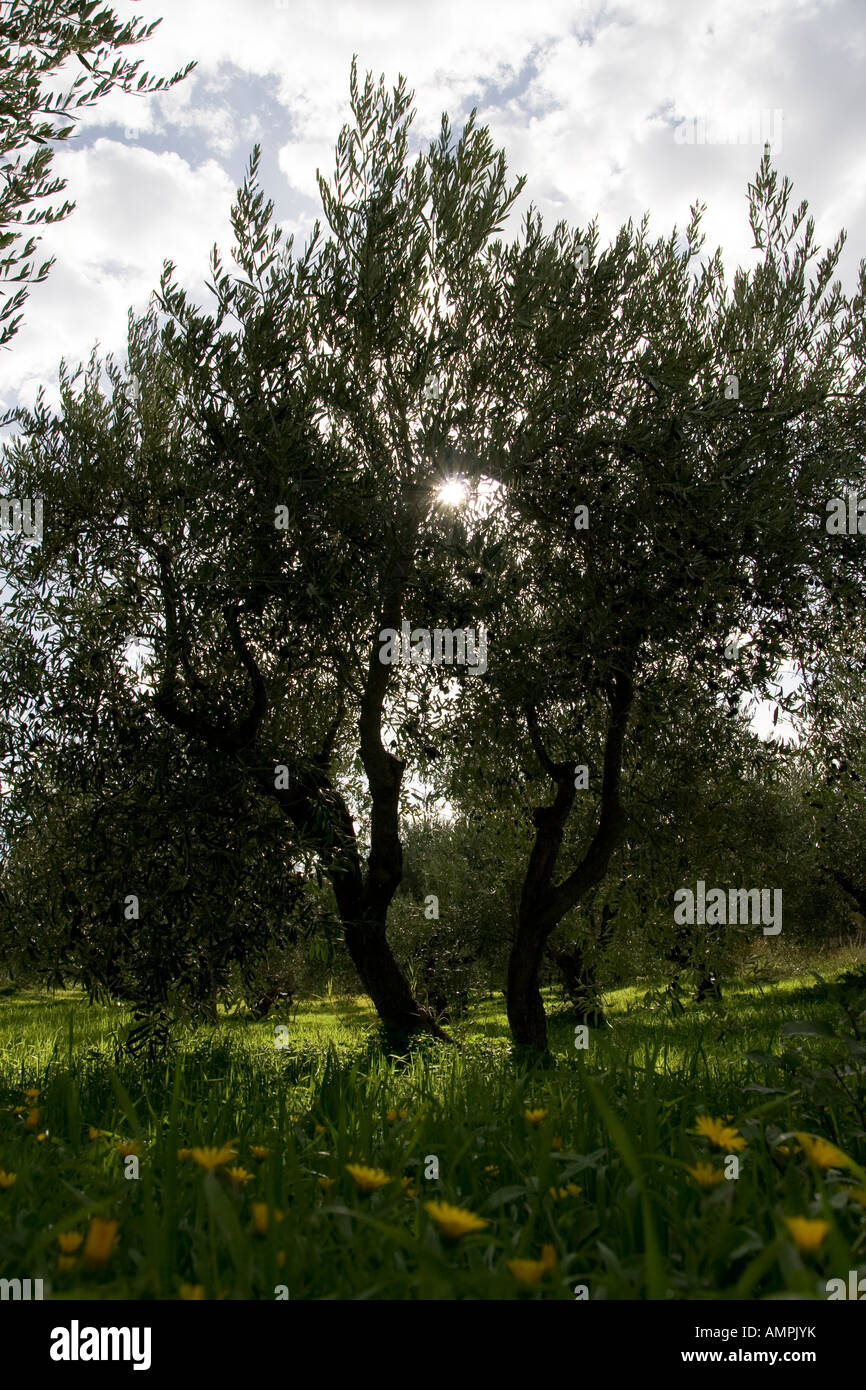 Ulivo hi-res stock photography and images - Alamy